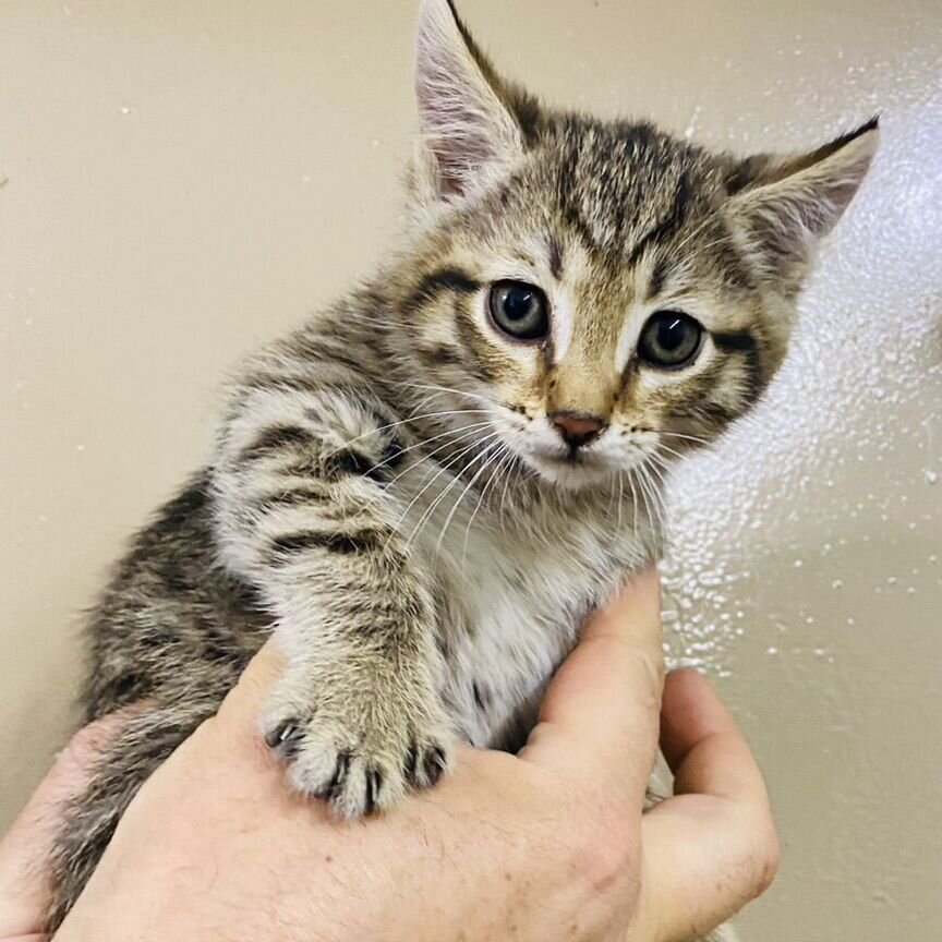 Котёнок в добрые руки