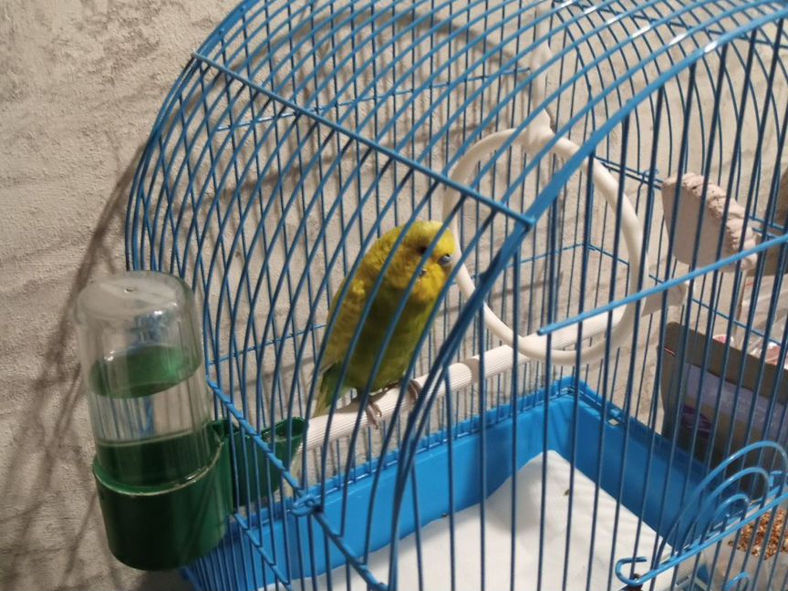 Волнистый попугай