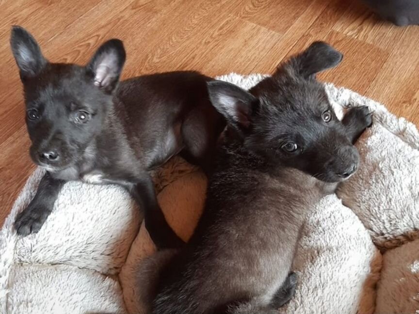 Два мальчика и девочка