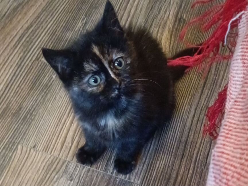 Кошка
