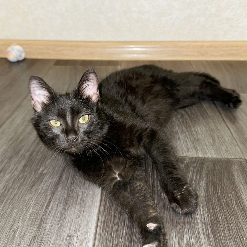 Котенок бомбейский помесь