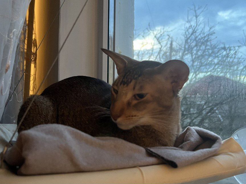 Ориентальная кошка