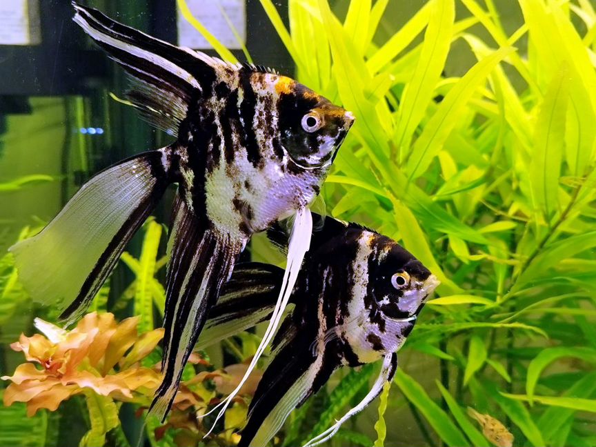 Рыбки скалярии