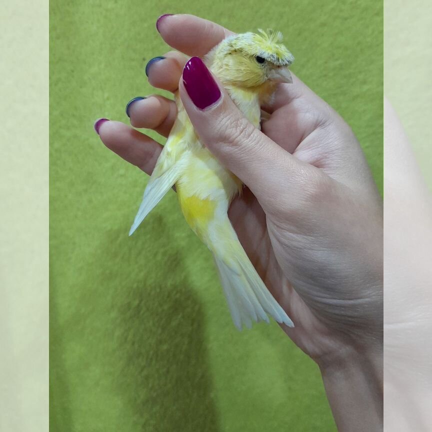 Канарейка