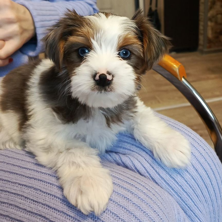 Бивер-йоркширский терьер, щенок