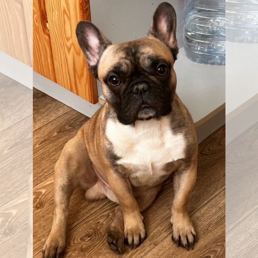 Французский бульдог, взрослый пёс