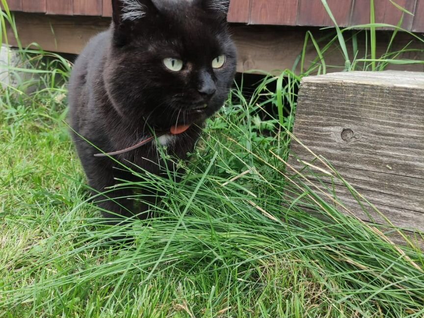 Кот в добрые руки (кастрированый)