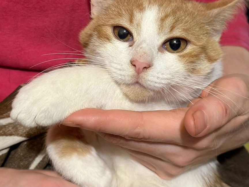 Котята - рыжики