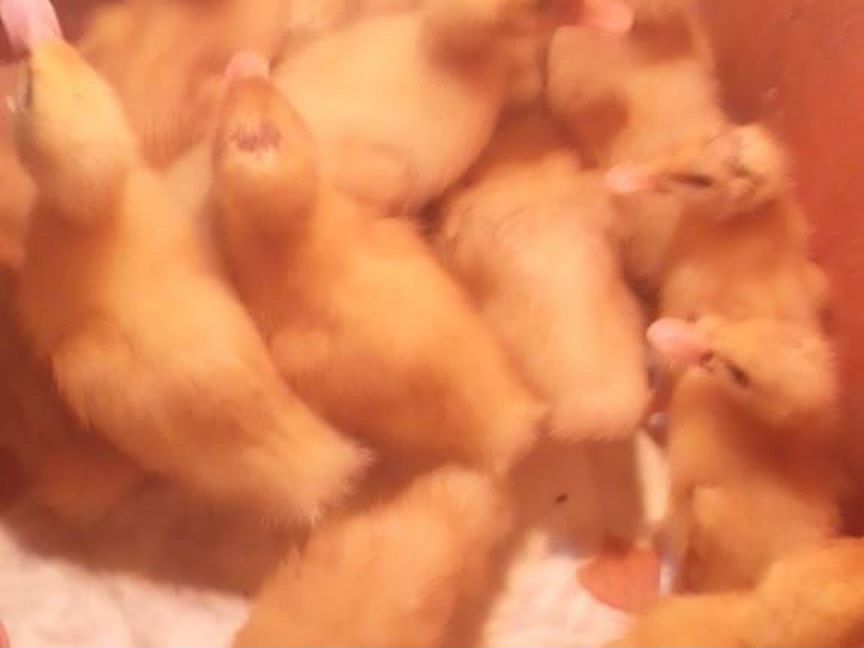 Утята, старт 53