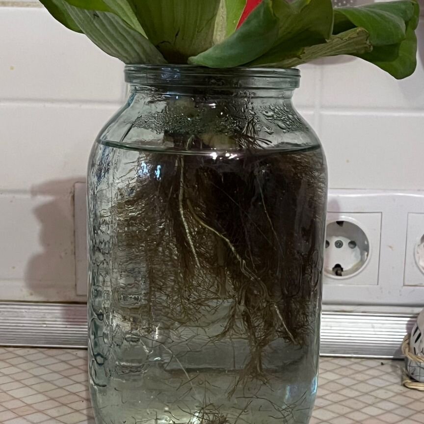 Пистия большая для аквариума