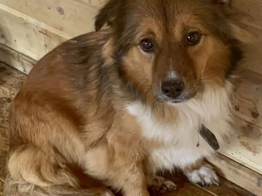 Собака в добрые руки