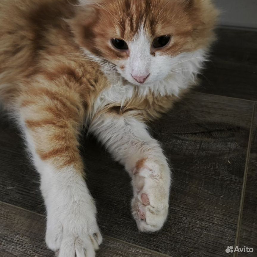 Ласковый котенок в добрые руки