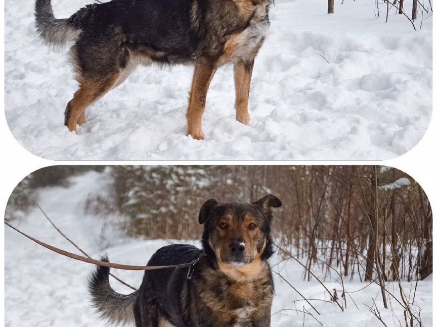 В поисках дома собака-оптимист Жулик