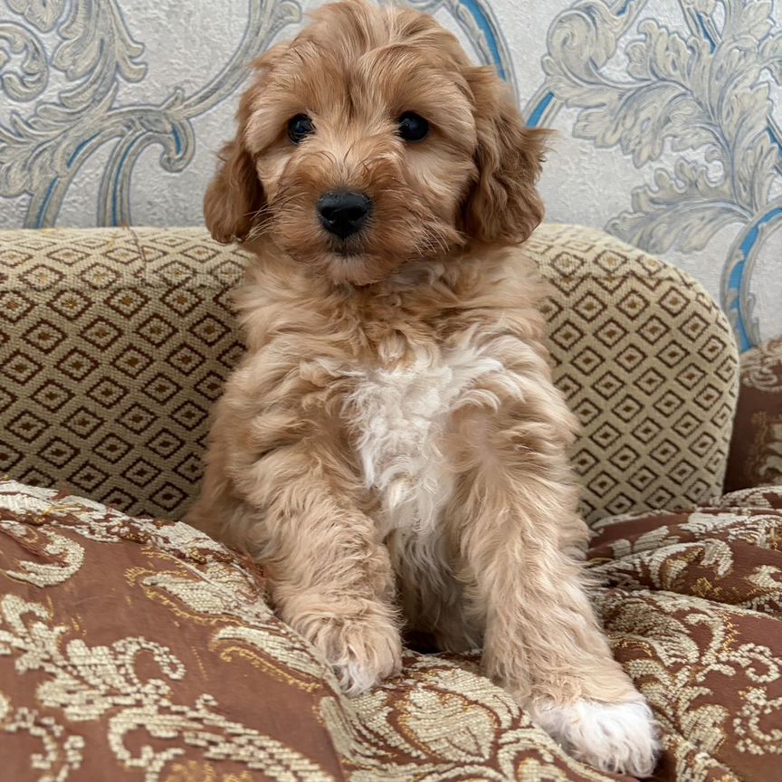 Мальтипу, щенок