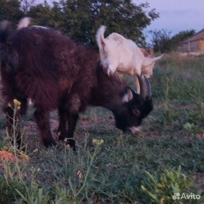 Продам козлят 7 штук