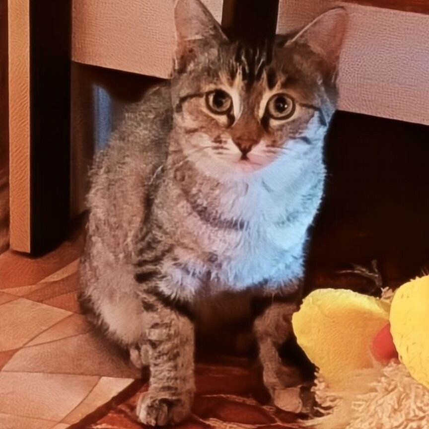 Котёнок в добрые руки