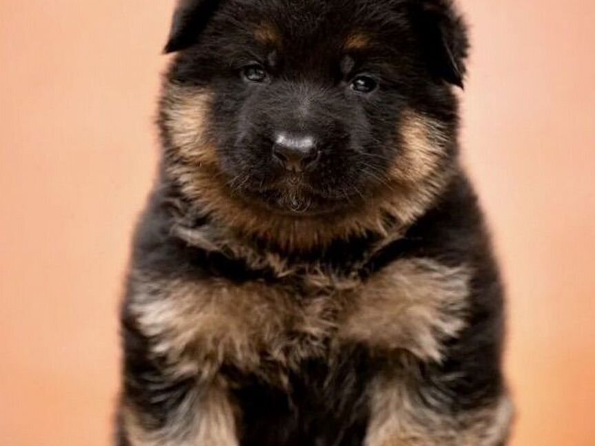 Немецкая овчарка щенки (щенок)