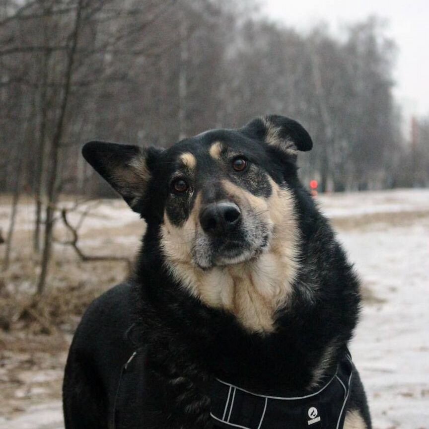 Собака в добрые руки