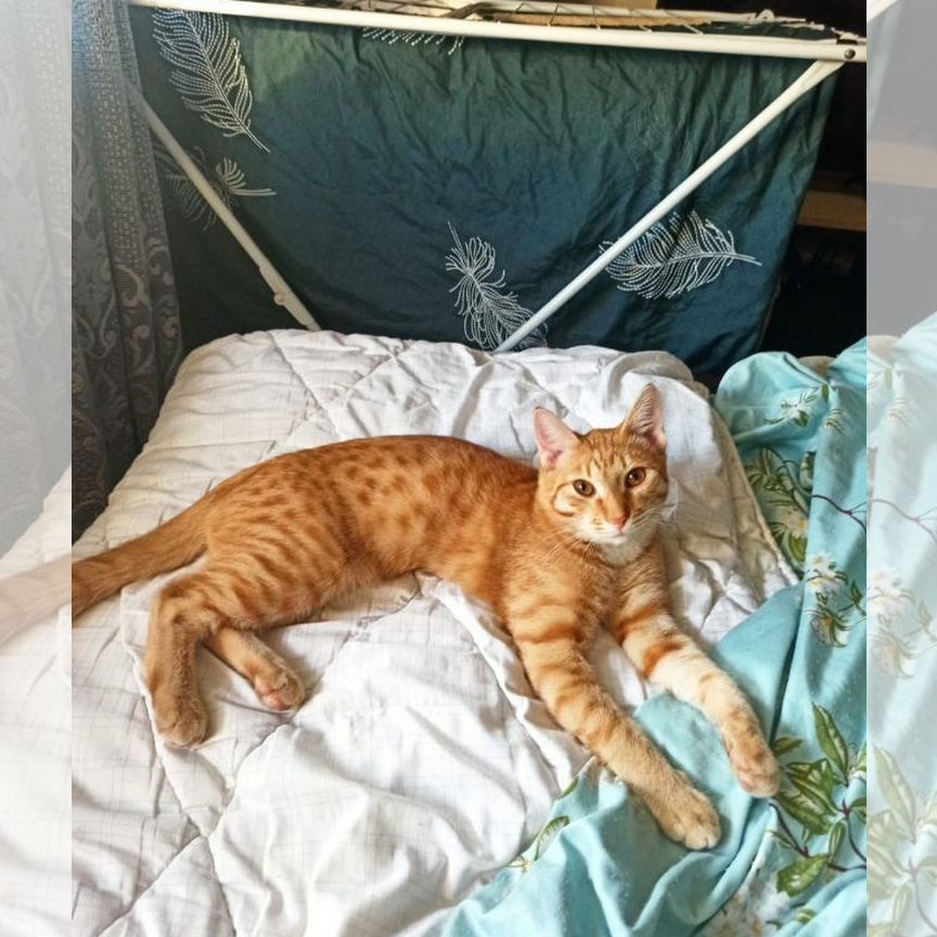 Коты в добрые руки