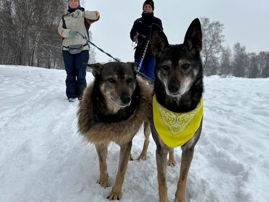 Необыкновенные серые собаки из приюта ищут дом