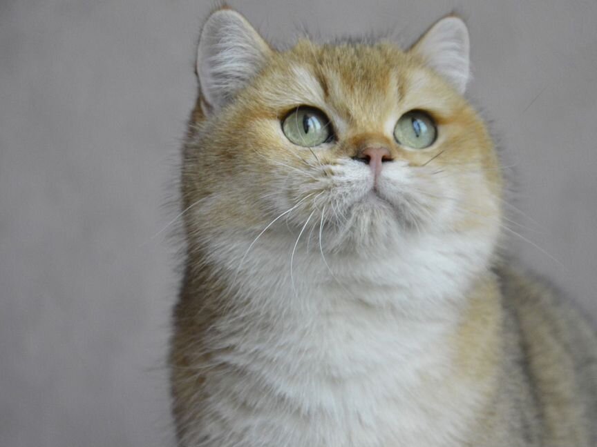 Кошки и котики в любимцы и совладение