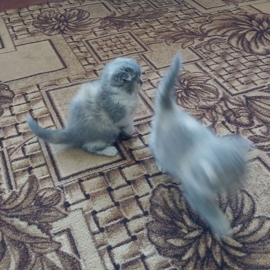 Шотландские котята