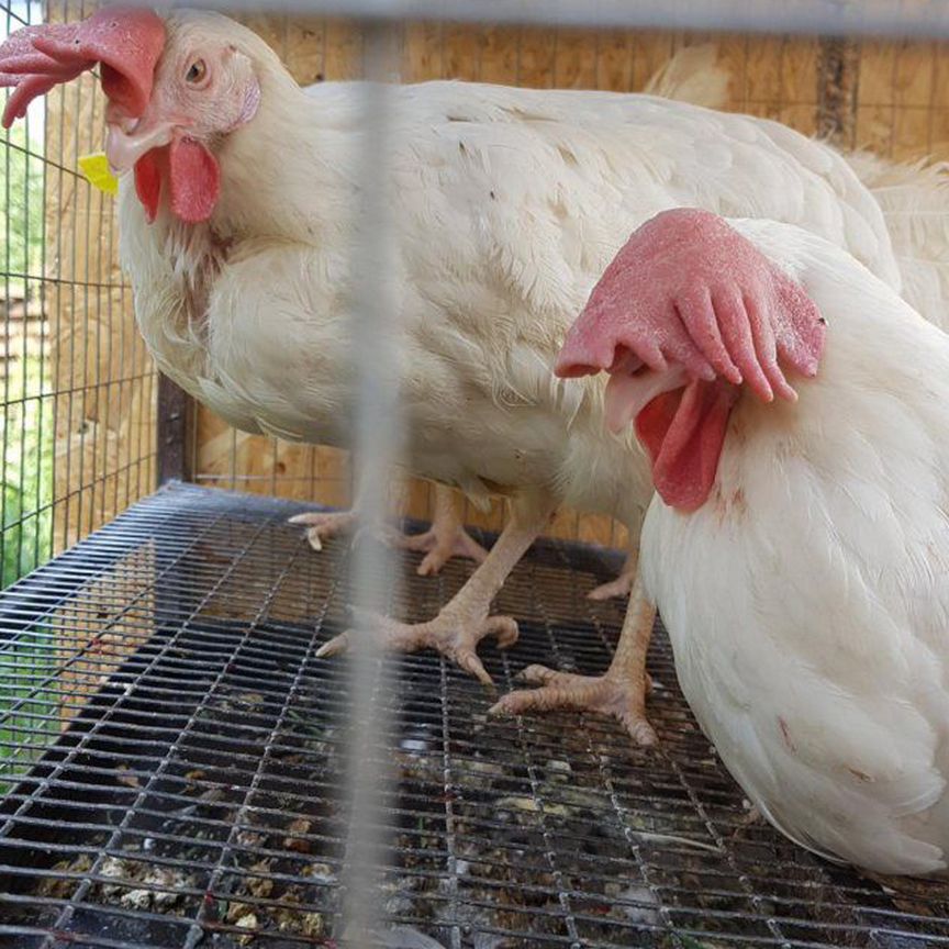 Несушка курица