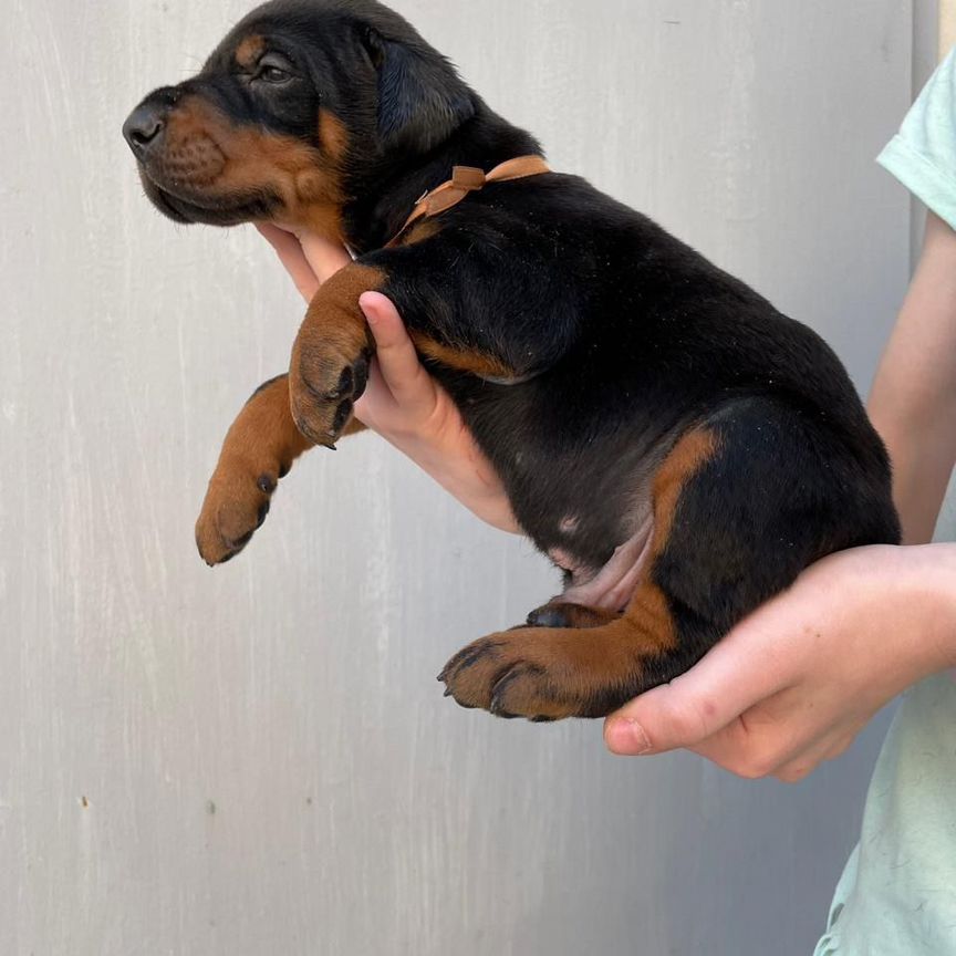 Щенки добермана