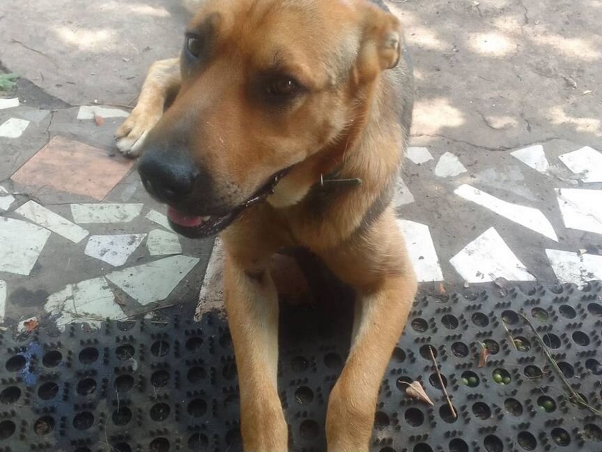 Помогите спасти пса. Мальчик, 8 мес в лучшие руки