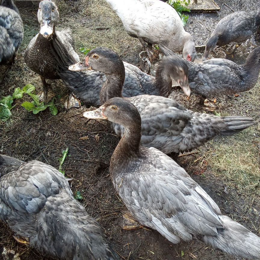 Мускусные индоутята