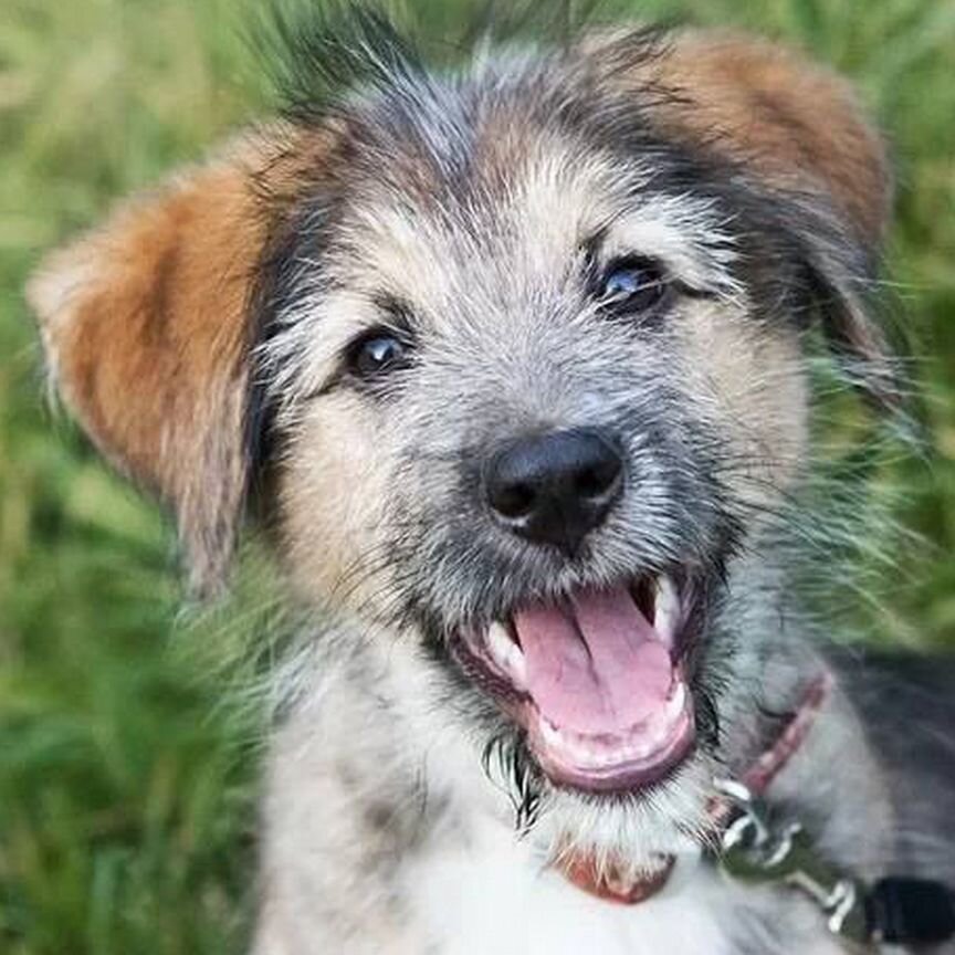 Щенок в добрые руки