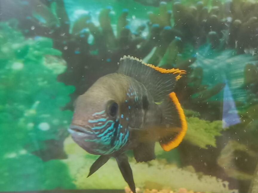 Продам аквариумных рыб акара бирюзовая