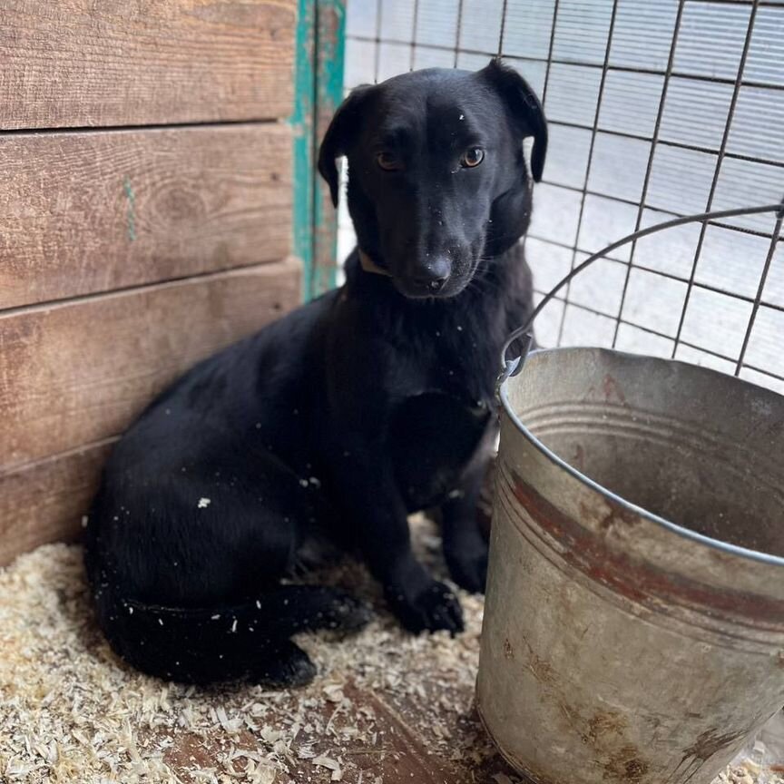 Взрослая собака в добрые руки