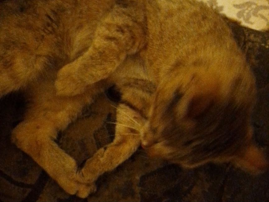 Помогите коту