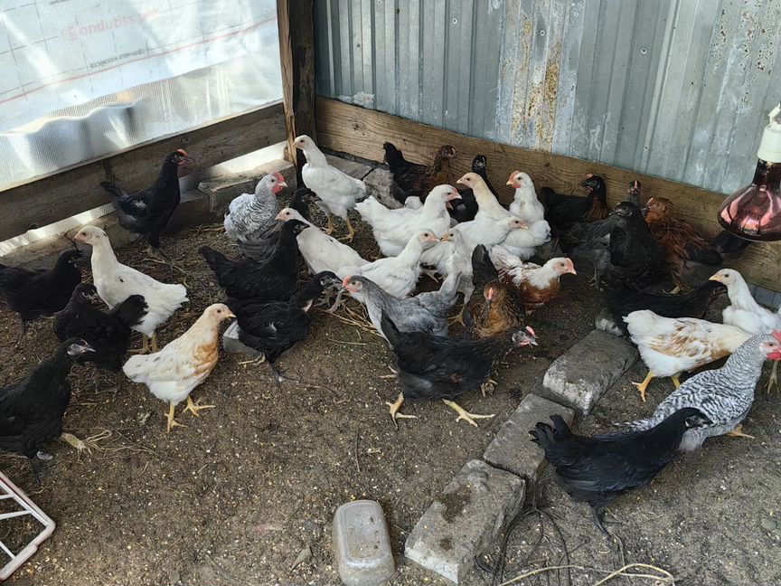 Куры молодки