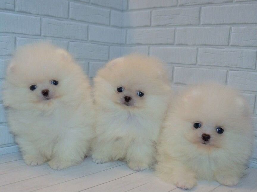 Померанский шпиц,белые,курносые мини мальчики