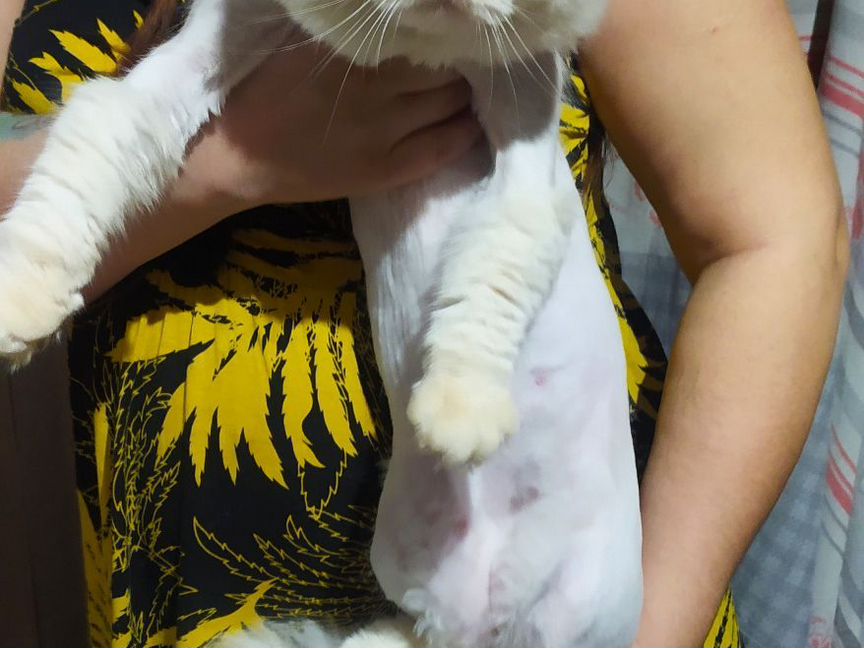 Кот шотландец