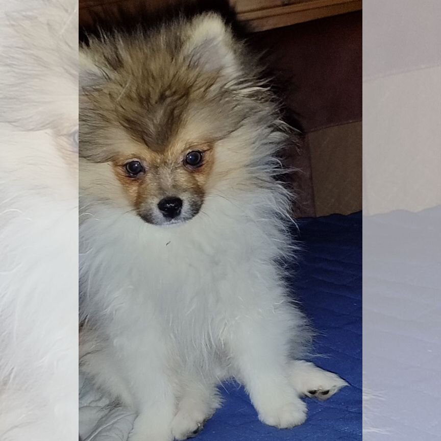 Немецкий шпиц, щенок