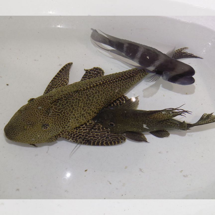 Аквариумные рыбки и аквариум