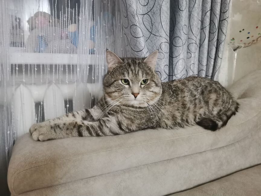 Вязка красивый кот