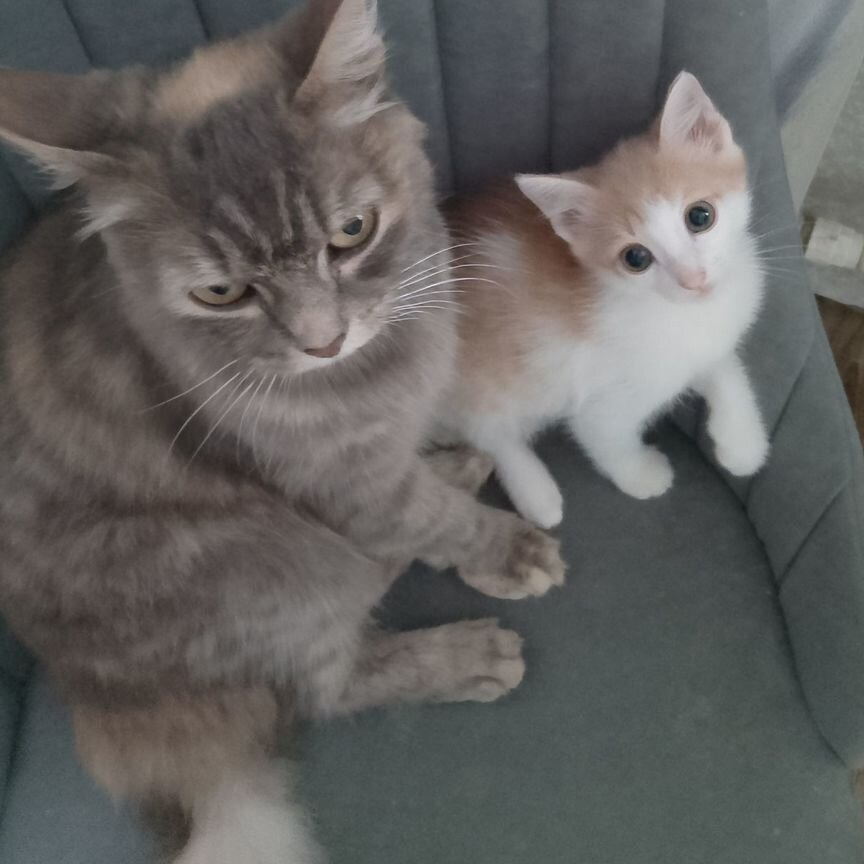 Сибирский котёнок