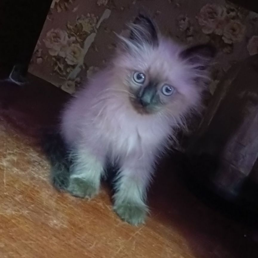 Котята невская маскарадная