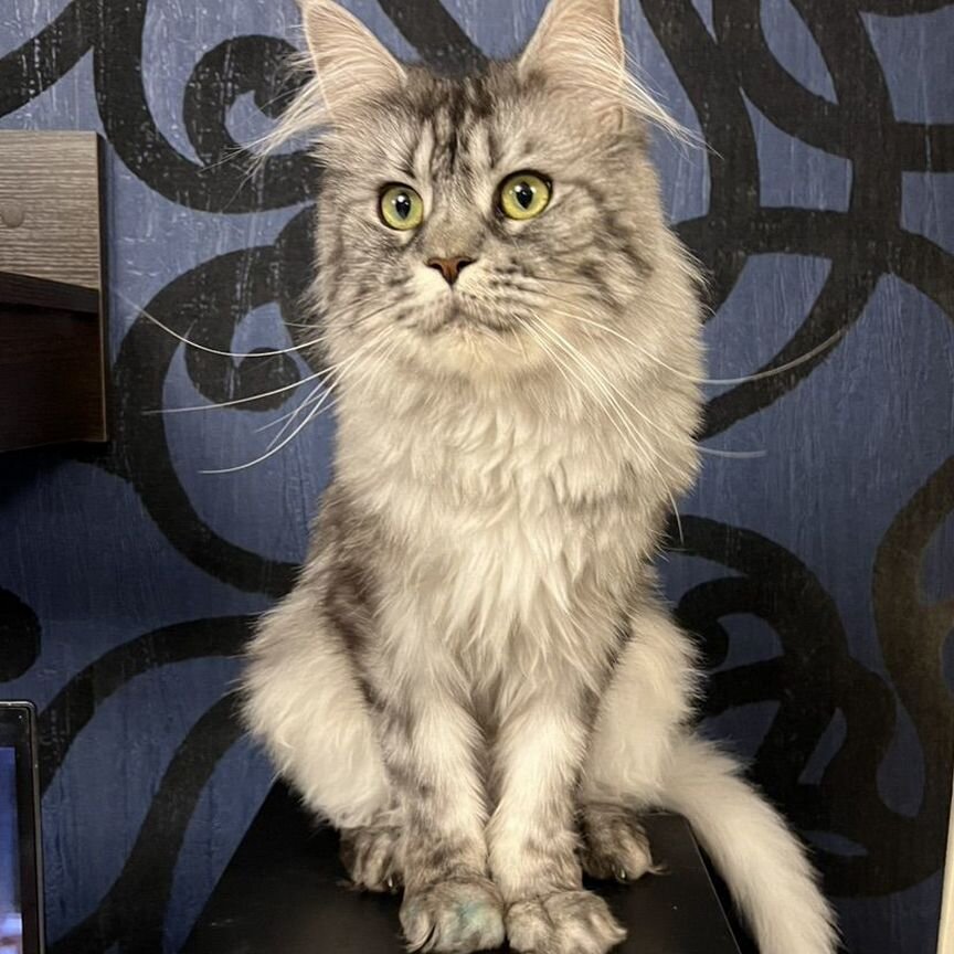 Мейн-кун, взрослая кошка