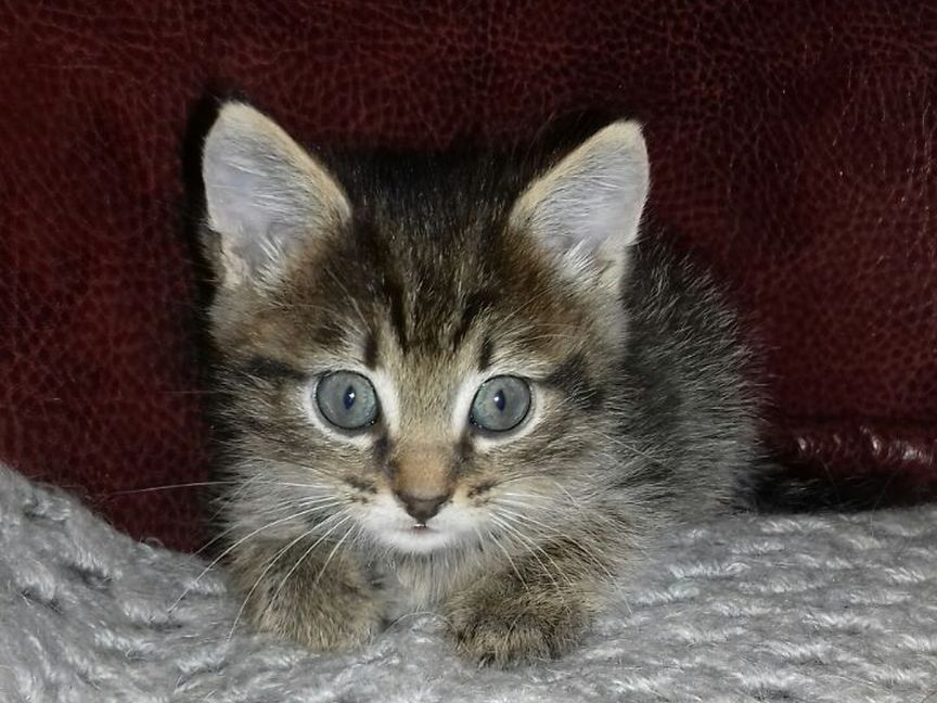 Милейшие тигрята- котята ищут свой дом