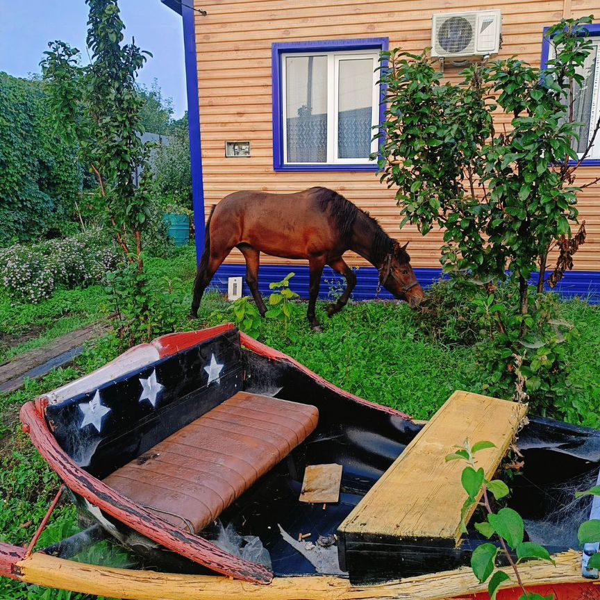 Кашовка лошадей