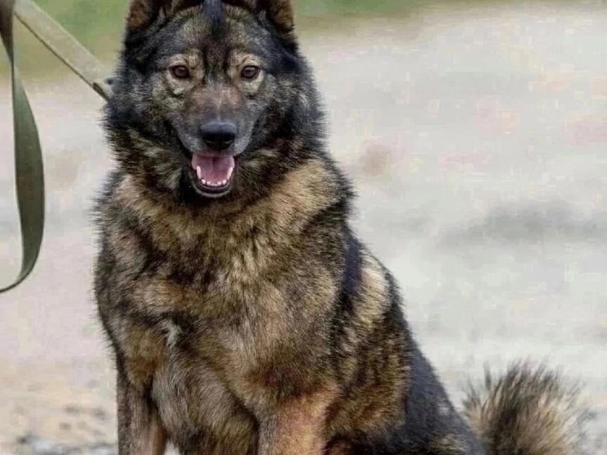 Собака Тимка в хорошие руки бесплатно