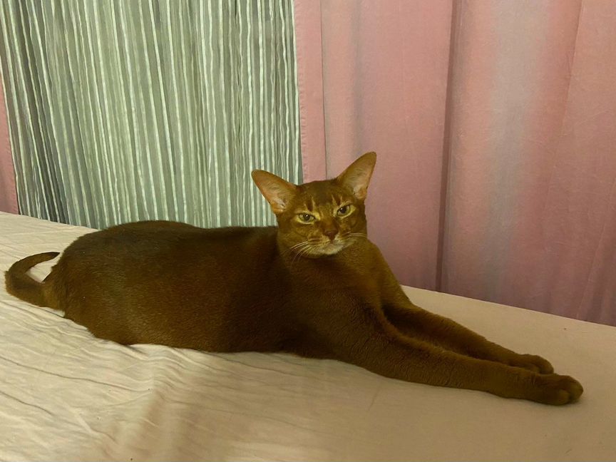 Абиссинская кошка