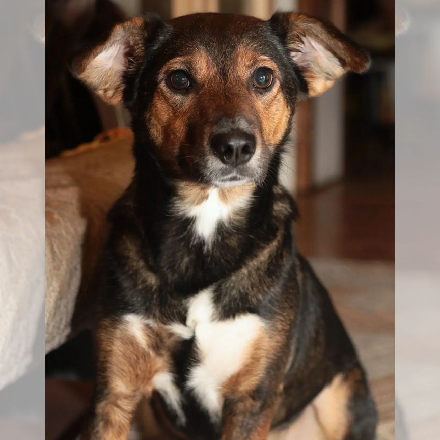 Взрослая собака в добрые руки