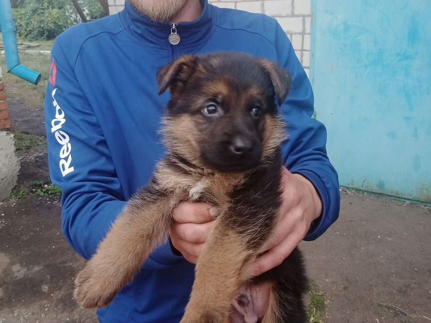 Щенки немецкой овчарки