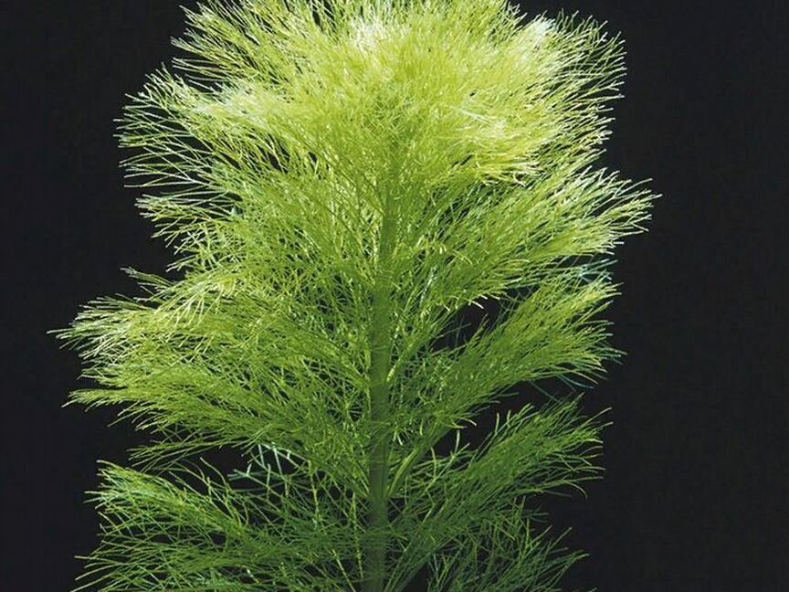 Амбулия королевская (аквариумное растение)